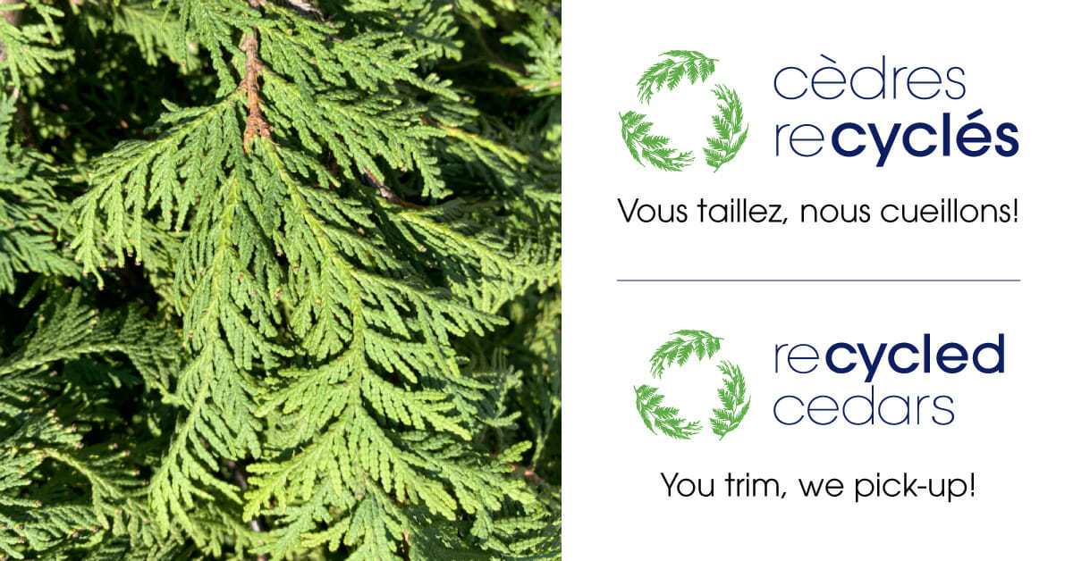 Recycled Cedars | Free pickup of cedar clippings at your home